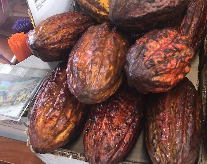 Cacao Pods Ecuador - Etsy
