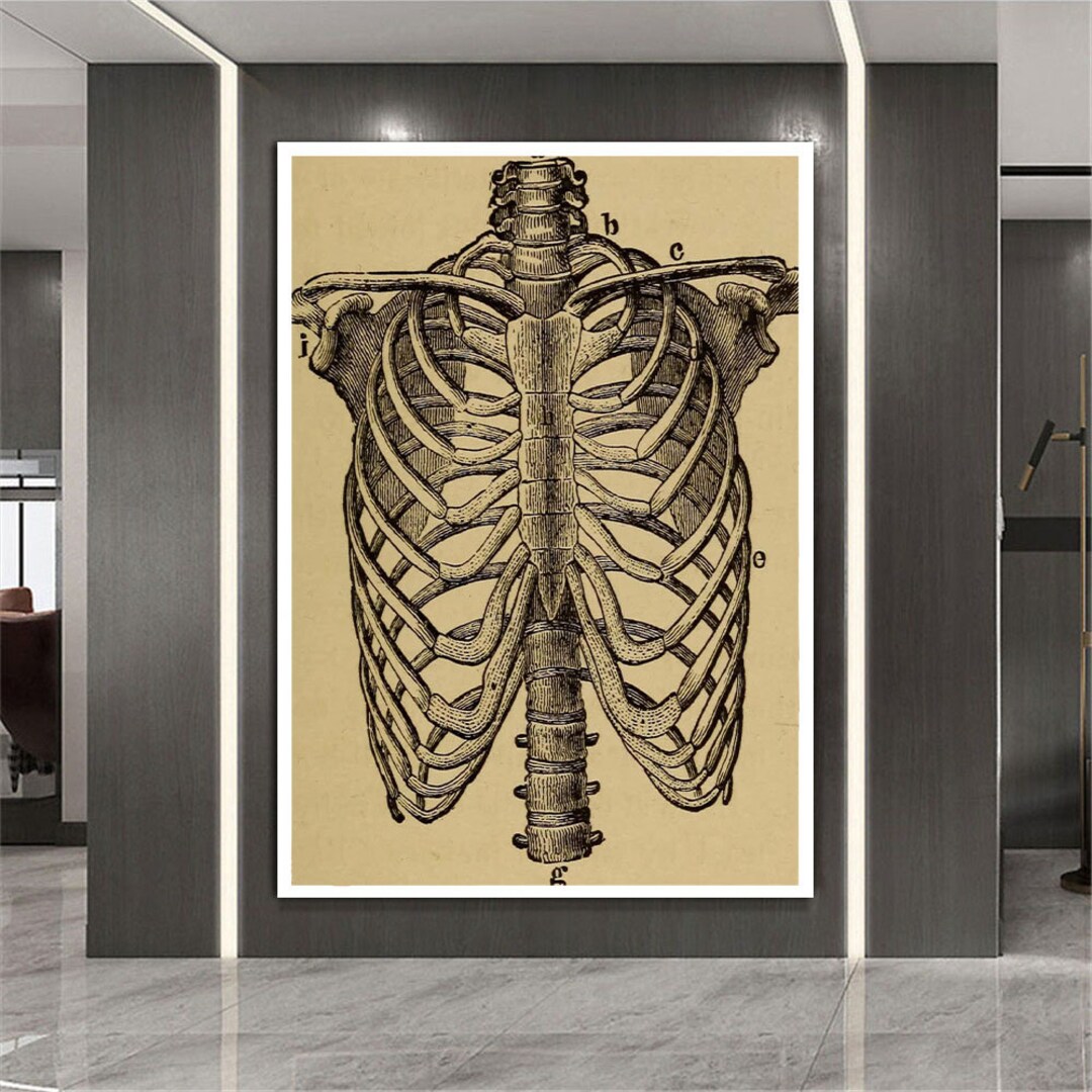 Rib Cage Canvas Wall Art Biological Canvas Wall Decor Human - Etsy