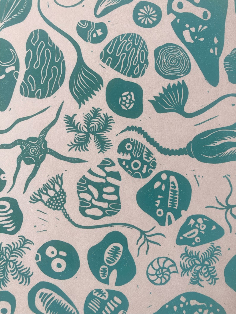 Middle Hope Beach Crinoid Fossil Seaside Turquoise or Flourescent Pink ...