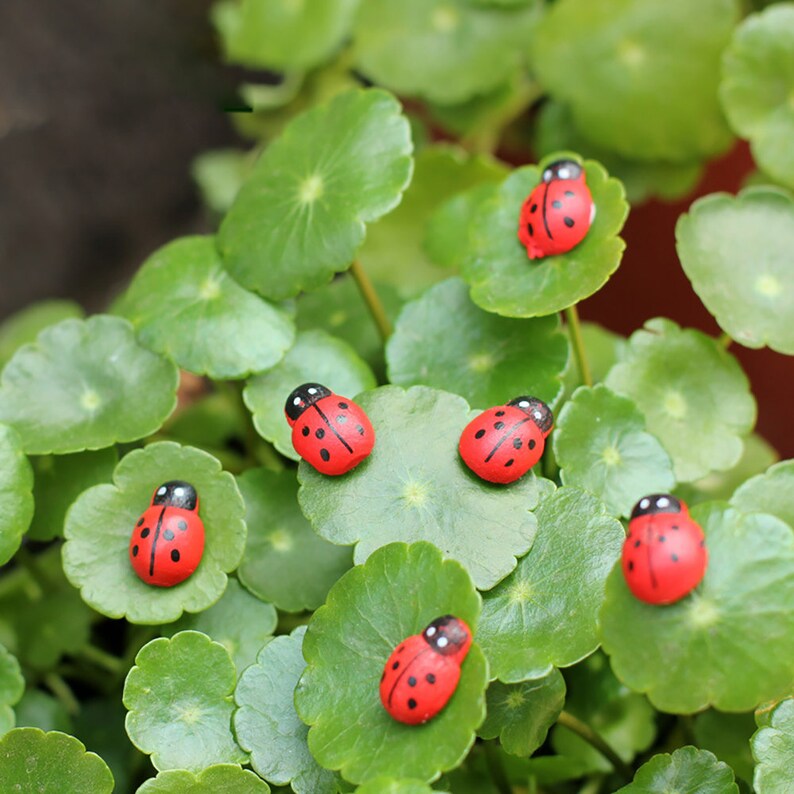 Mini Wooden Ladybugs 100 Pieces - Etsy