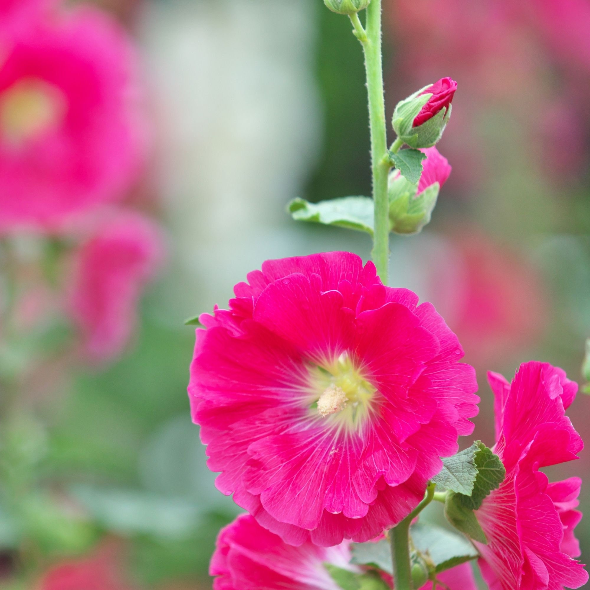 Flower Seed Holly Hock Seed Holly Hock Flower Wildflower Seed Seeds and ...