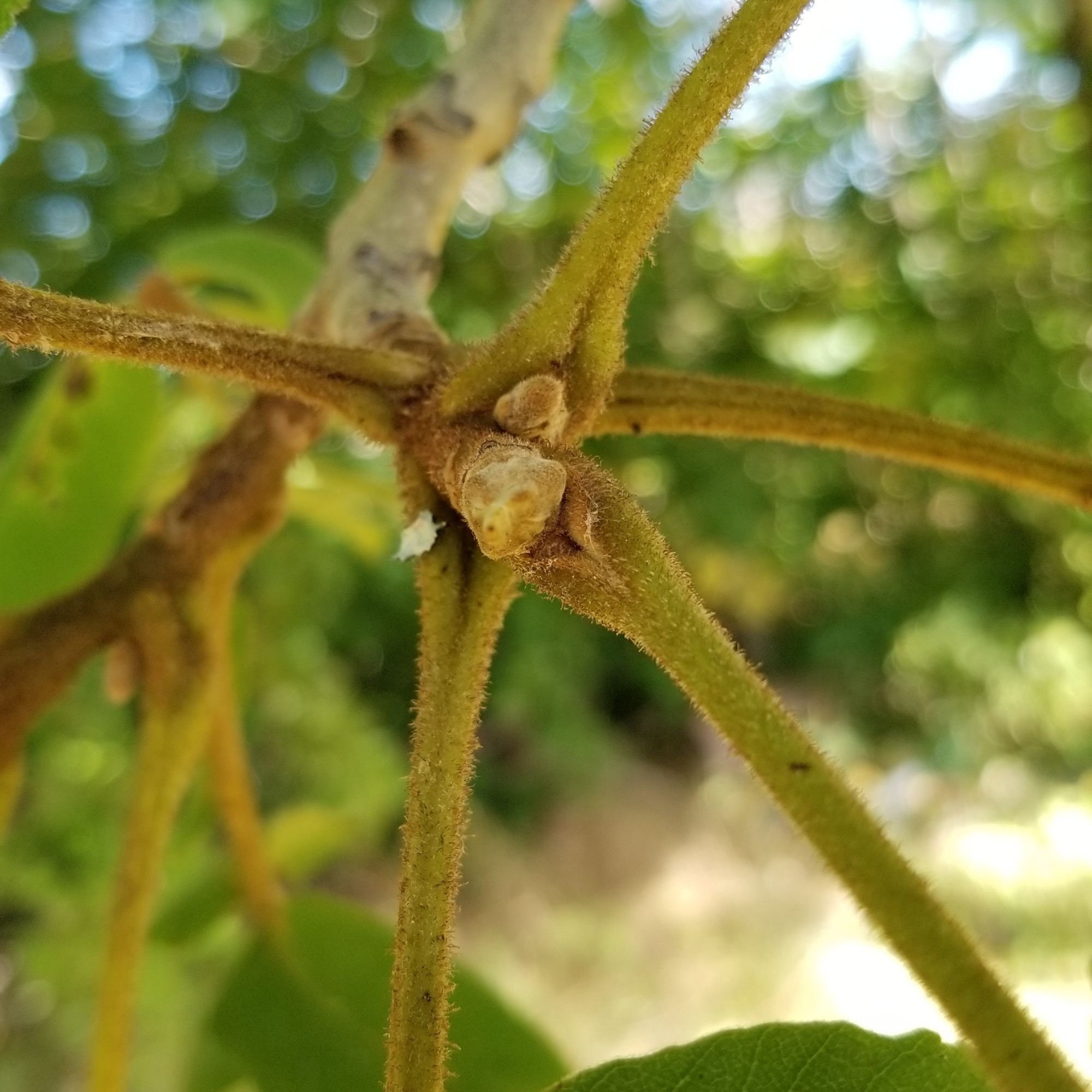 Heartnut Tree for Sale - Juglans Cinerea X J. Ailantifolia - Etsy Canada