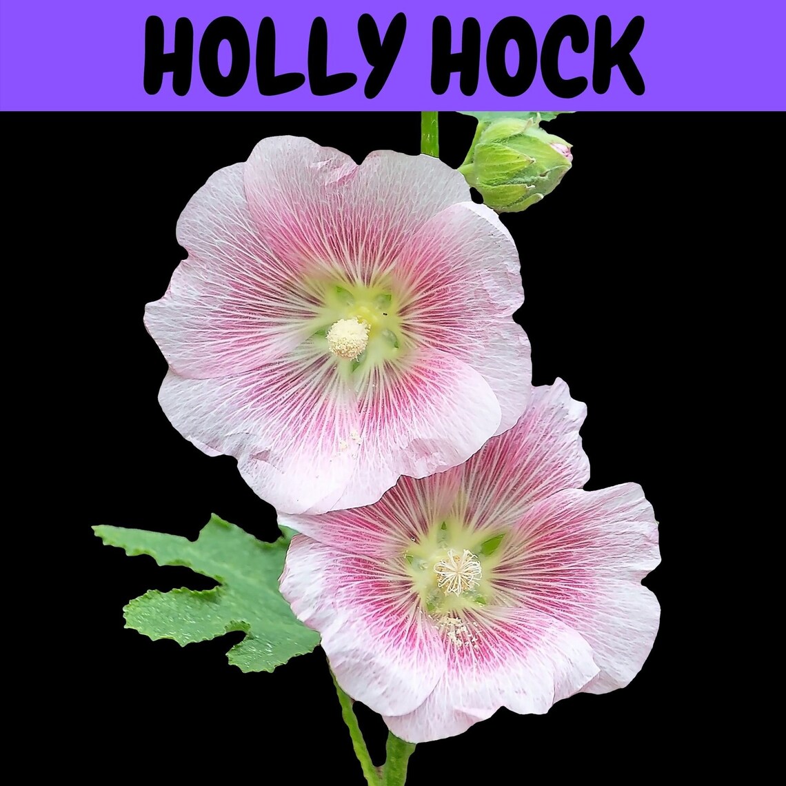 Flower Seed Holly Hock Seed Holly Hock Flower Wildflower Seed Seeds and ...