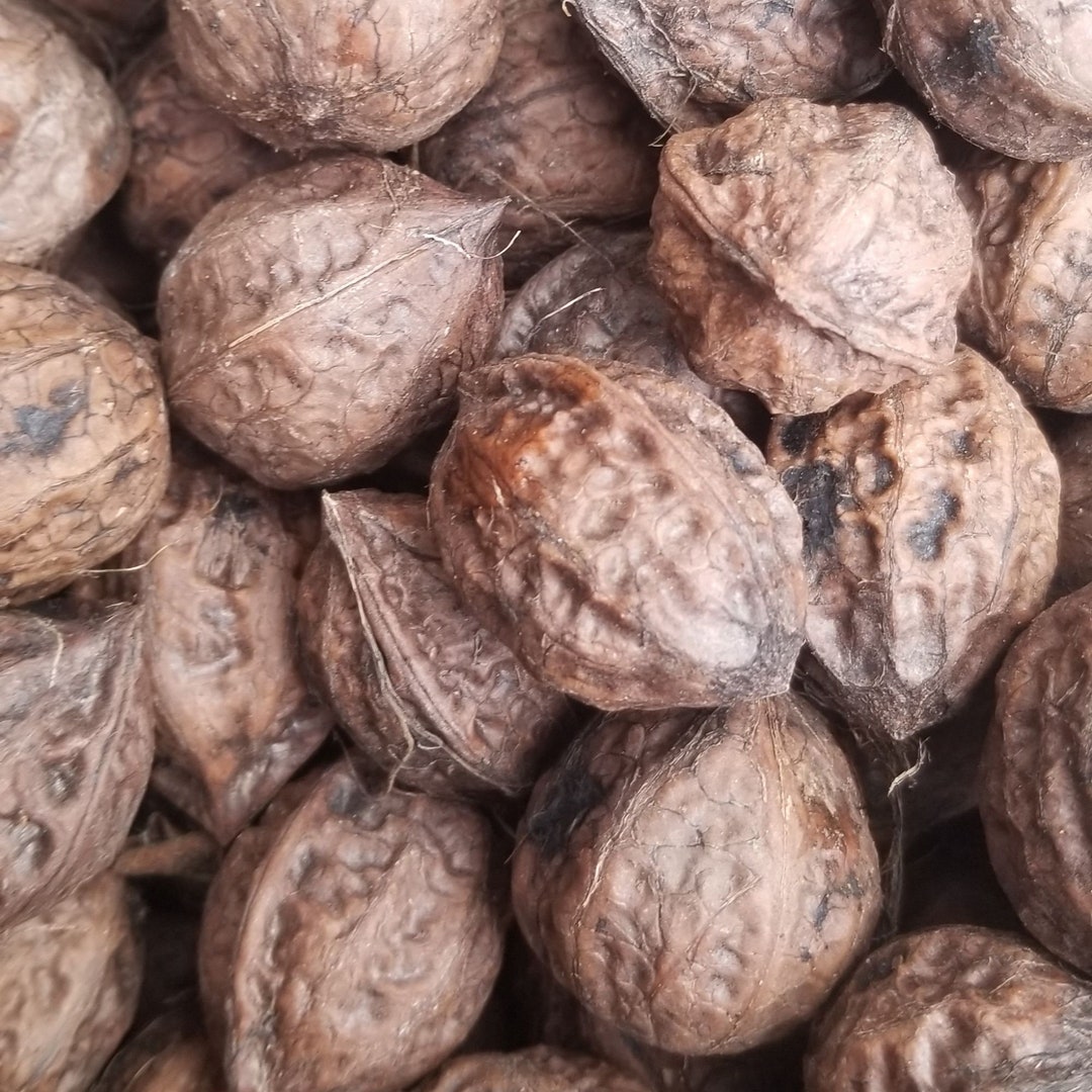 Heartnut Tree for Sale - Juglans Cinerea X J. Ailantifolia - Etsy Canada