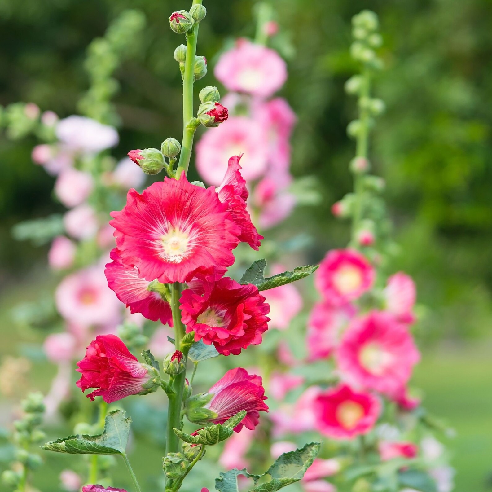 Flower Seed Holly Hock Seed Holly Hock Flower Wildflower Seed Seeds and ...
