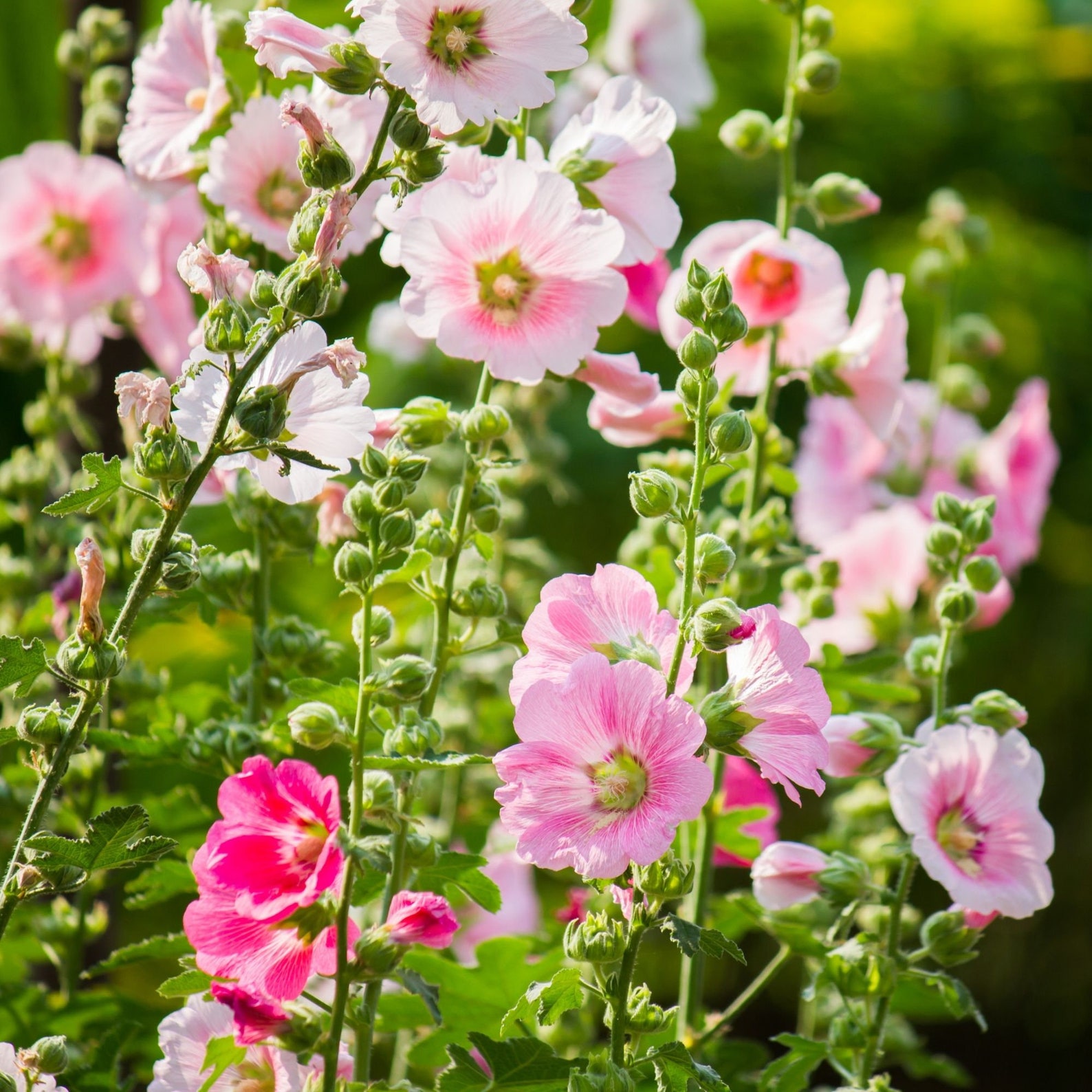 Flower Seed Holly Hock Seed Holly Hock Flower Wildflower Seed Seeds and ...