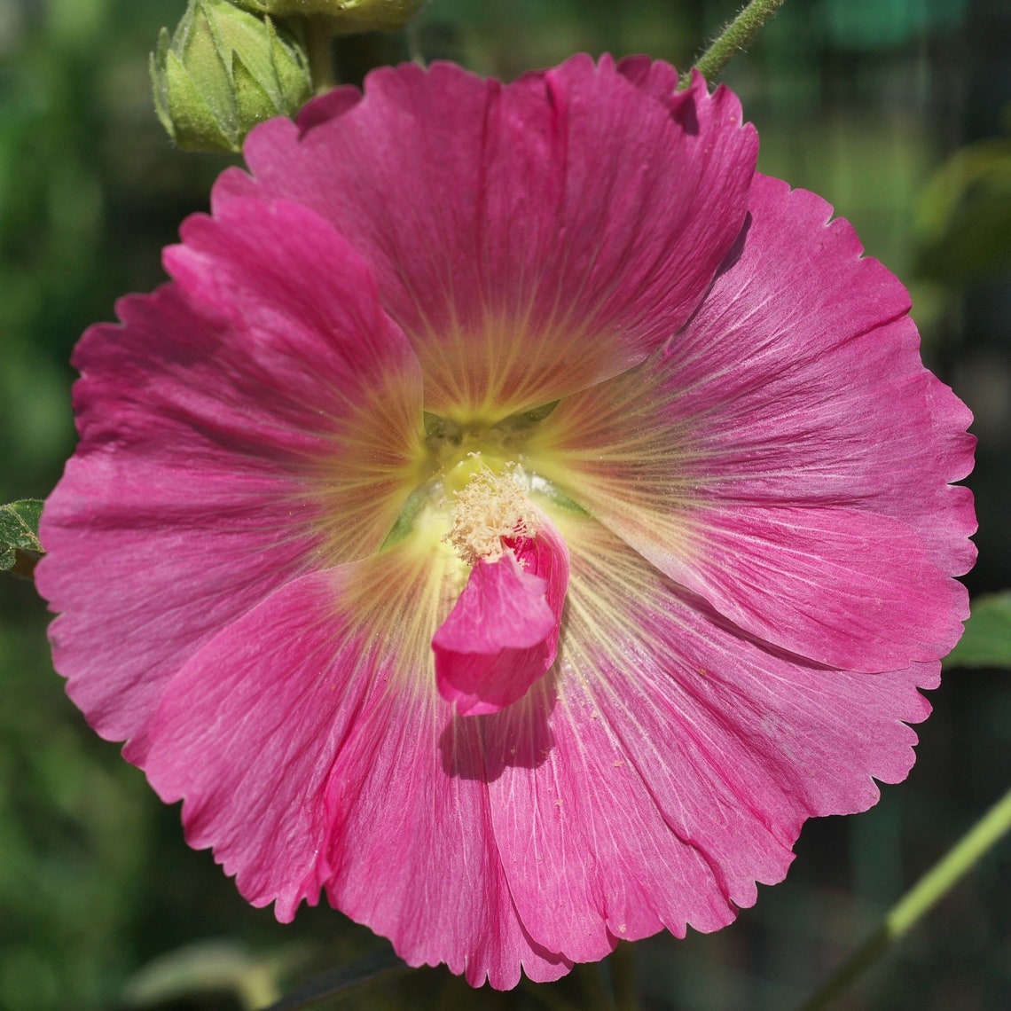 Flower Seed Holly Hock Seed Holly Hock Flower Wildflower Seed Seeds and ...