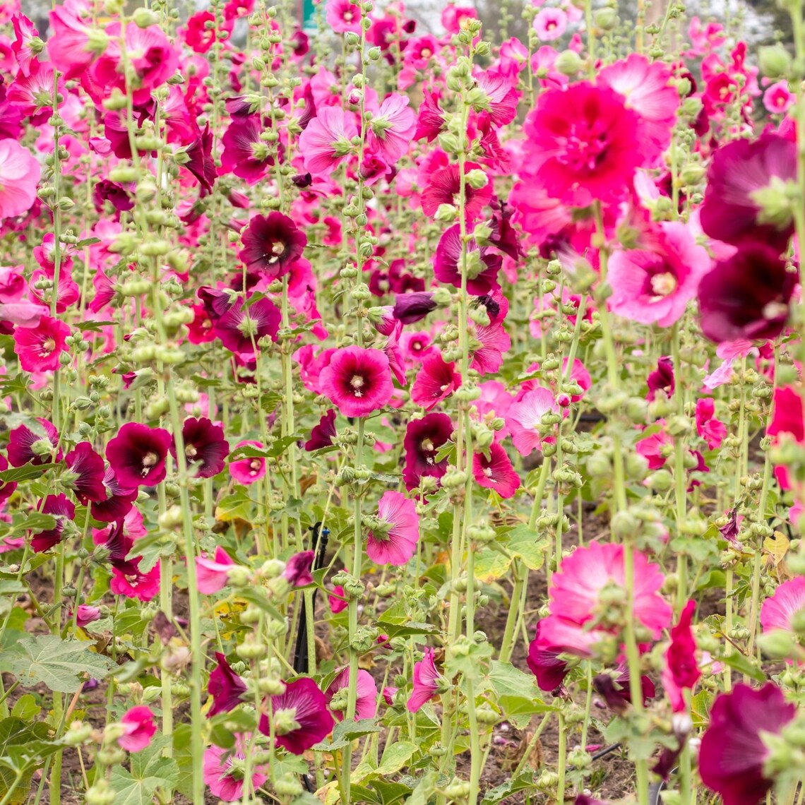 Flower Seed Holly Hock Seed Holly Hock Flower Wildflower Seed Seeds and ...