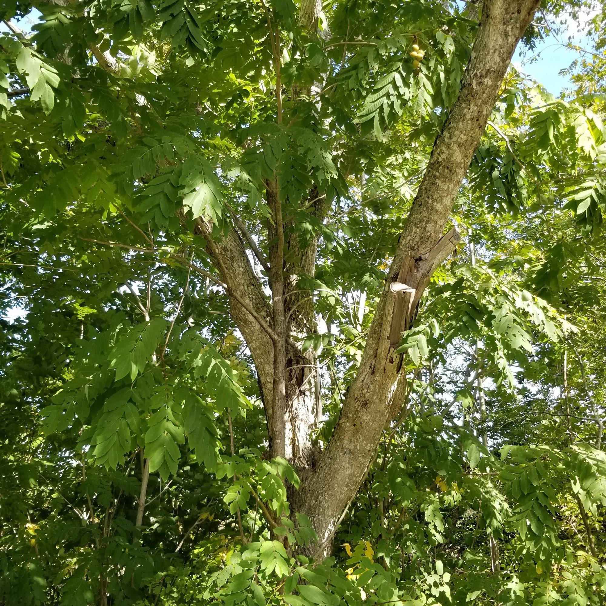 Heartnut Tree for Sale - Juglans Cinerea X J. Ailantifolia - Etsy Canada