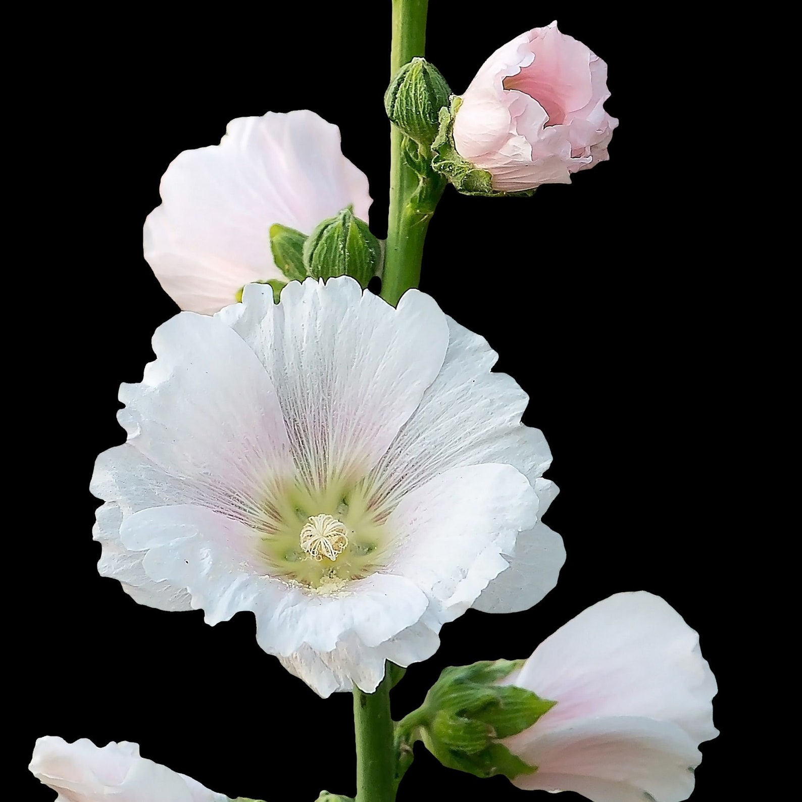 Flower Seed Holly Hock Seed Holly Hock Flower Wildflower Seed Seeds and ...
