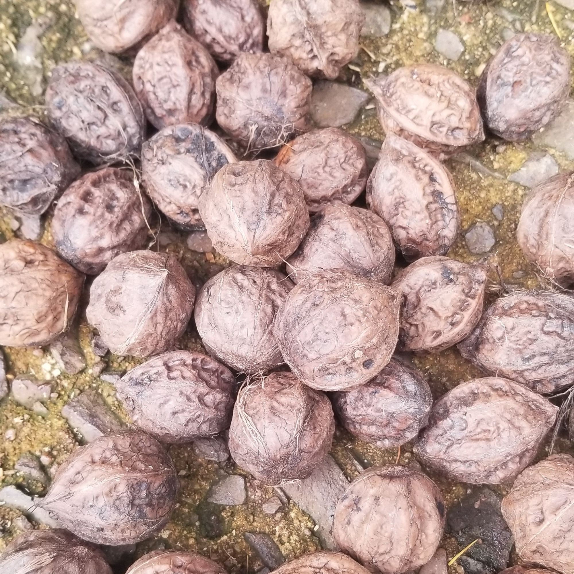 Heartnut Tree for Sale Juglans Cinerea X J. Ailantifolia - Etsy Canada