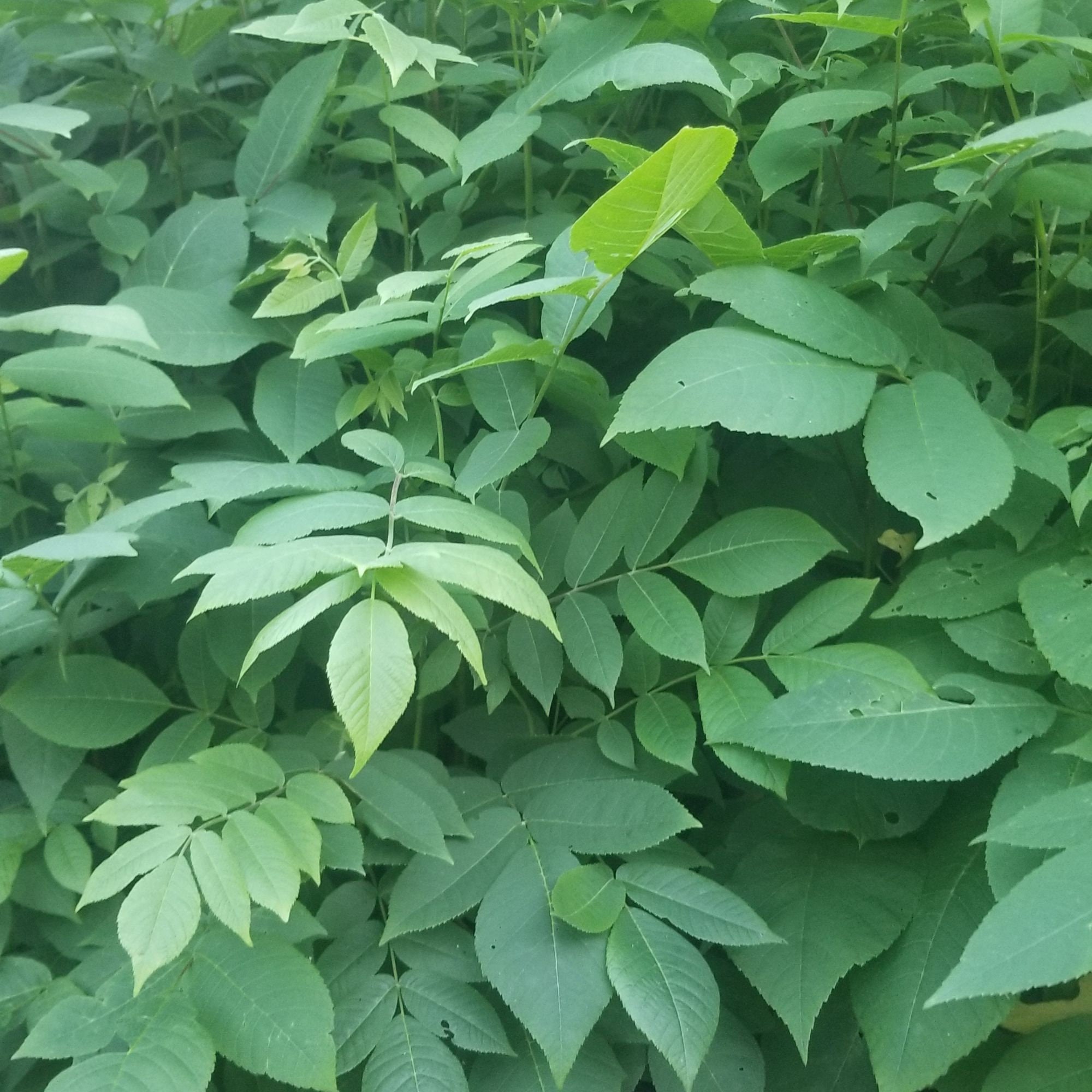 Heartnut Tree for Sale Juglans Cinerea X J. Ailantifolia - Etsy Canada