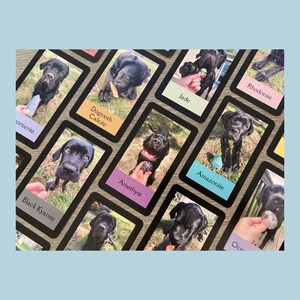 Dog Picks Your Crystal Oracle Deck - Etsy