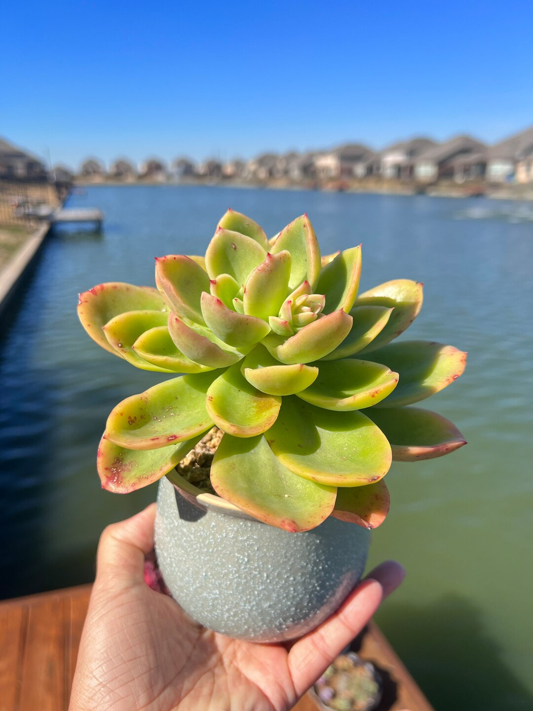 Imported Rare Echeveria Golden Glow Succulent From Korea - Etsy