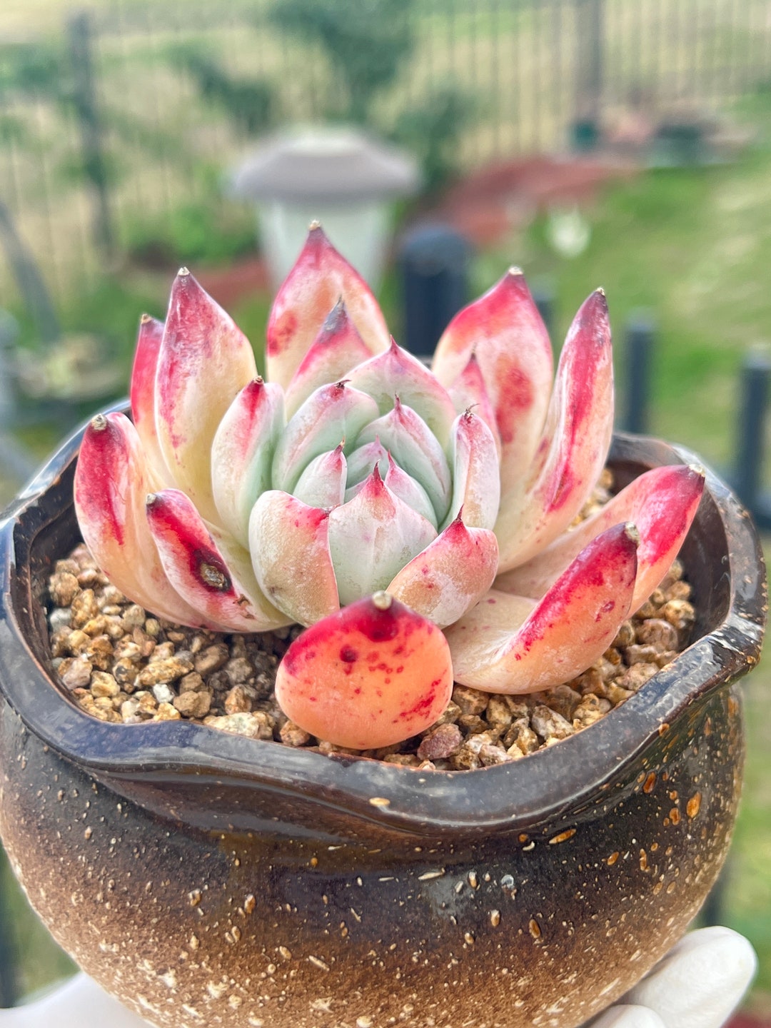 Imported Rare Echeveria Strawberry Sugar Succulent From Korean - Etsy
