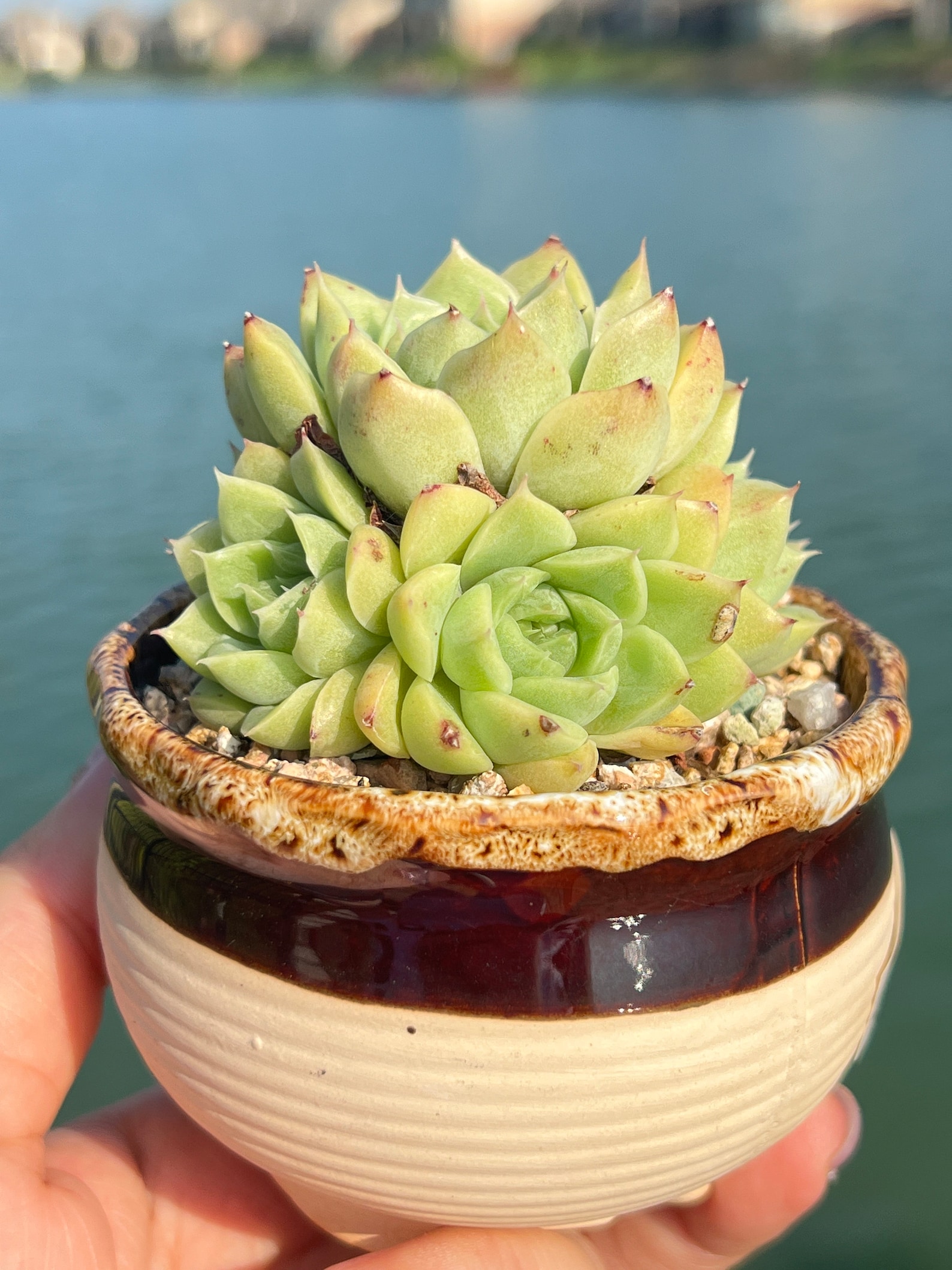Imported Rare Echeveria Red Beans Cluster Succulent From Korea - Etsy