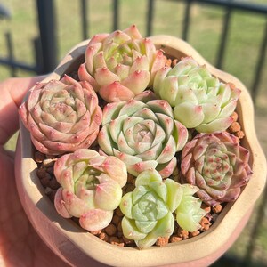Imported Rare Echeveria Succulent Platter 7 Succulents From Korea - Etsy