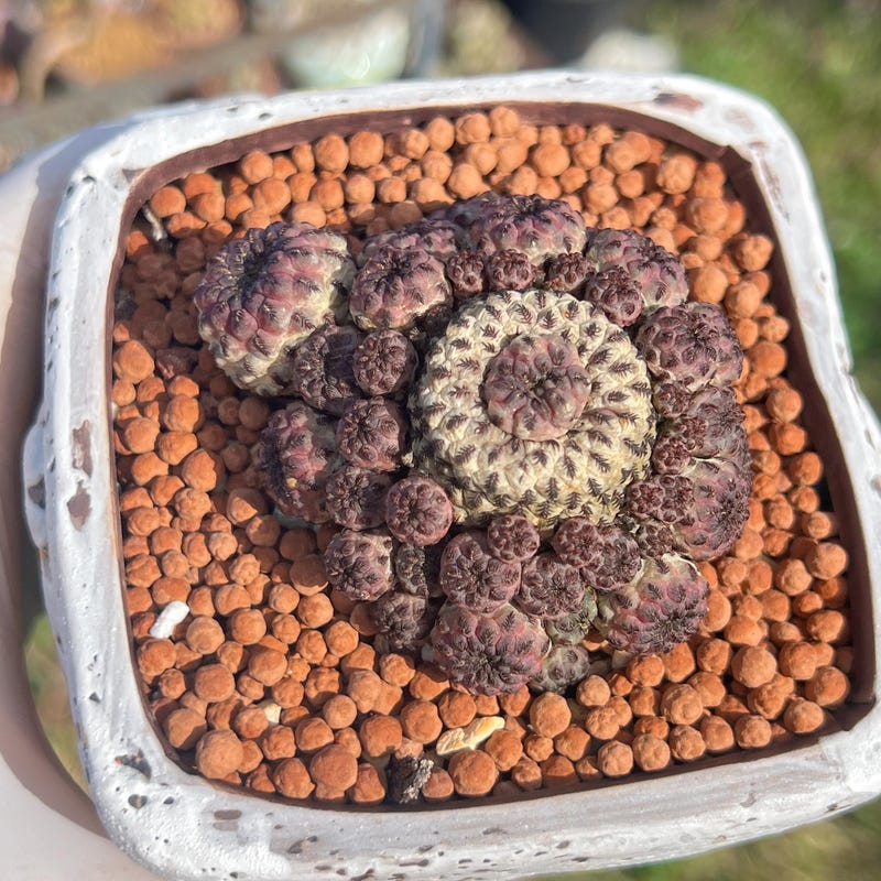 Purple Cactus - Etsy