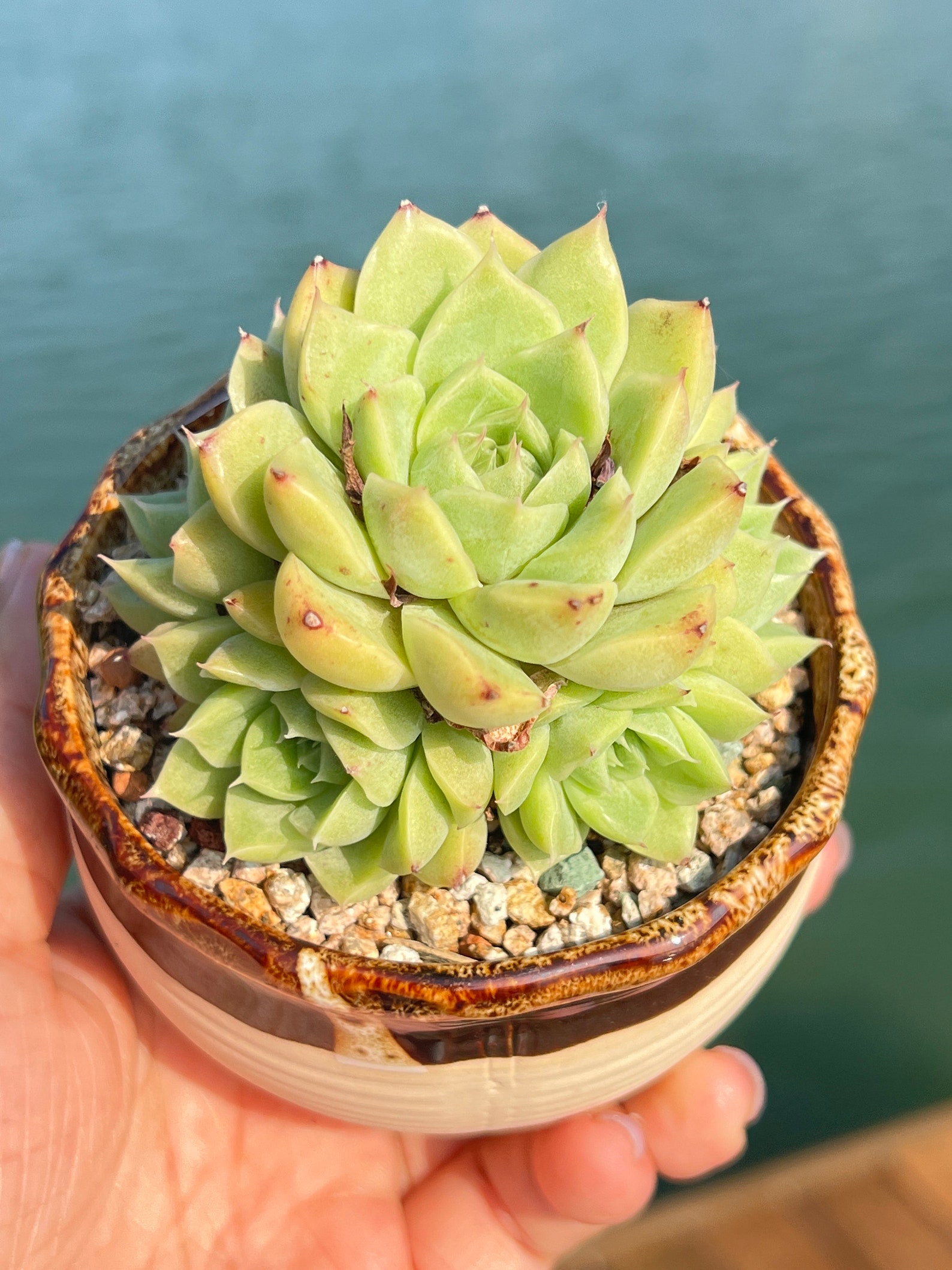 Imported Rare Echeveria Red Beans Cluster Succulent From Korea - Etsy