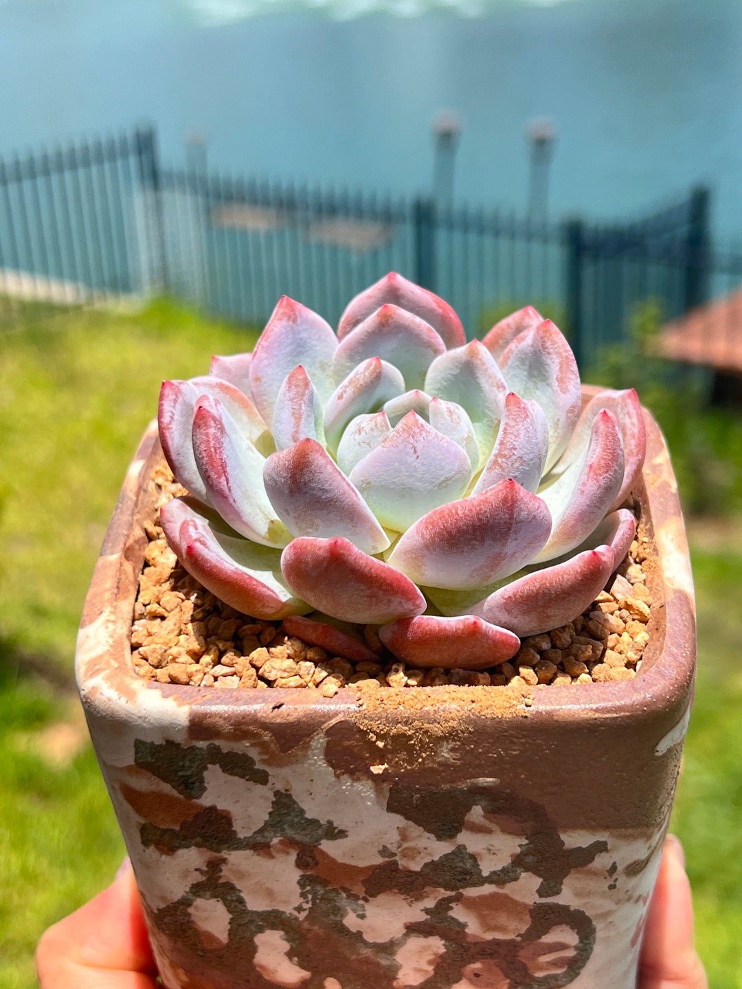 Imported Rare Echeveria Snow Angel Succulent From Korea - Etsy