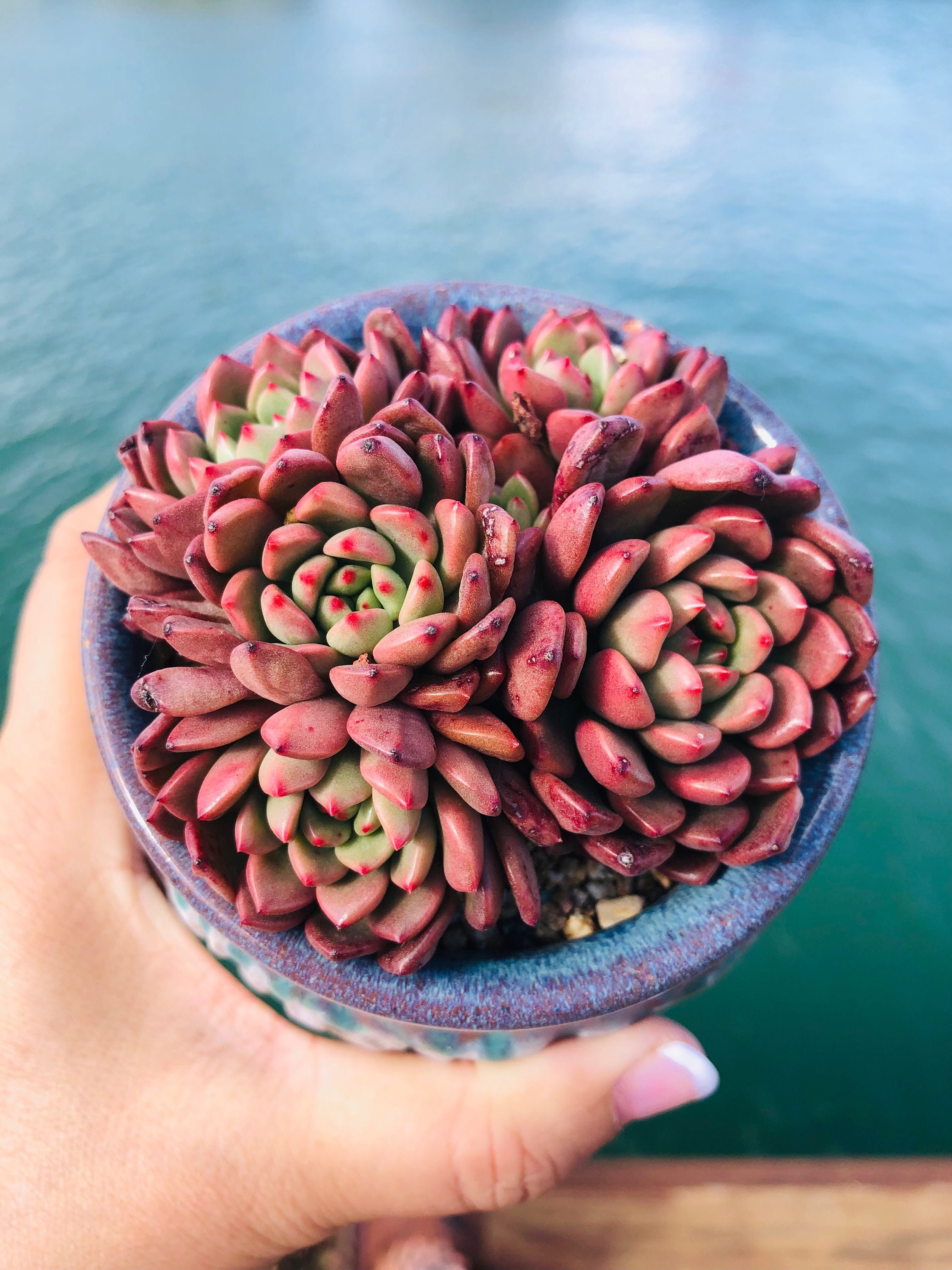 Home & Hobby Cluster Sedeveria Pink Ruby Super/Ultra Rare Succulents ...