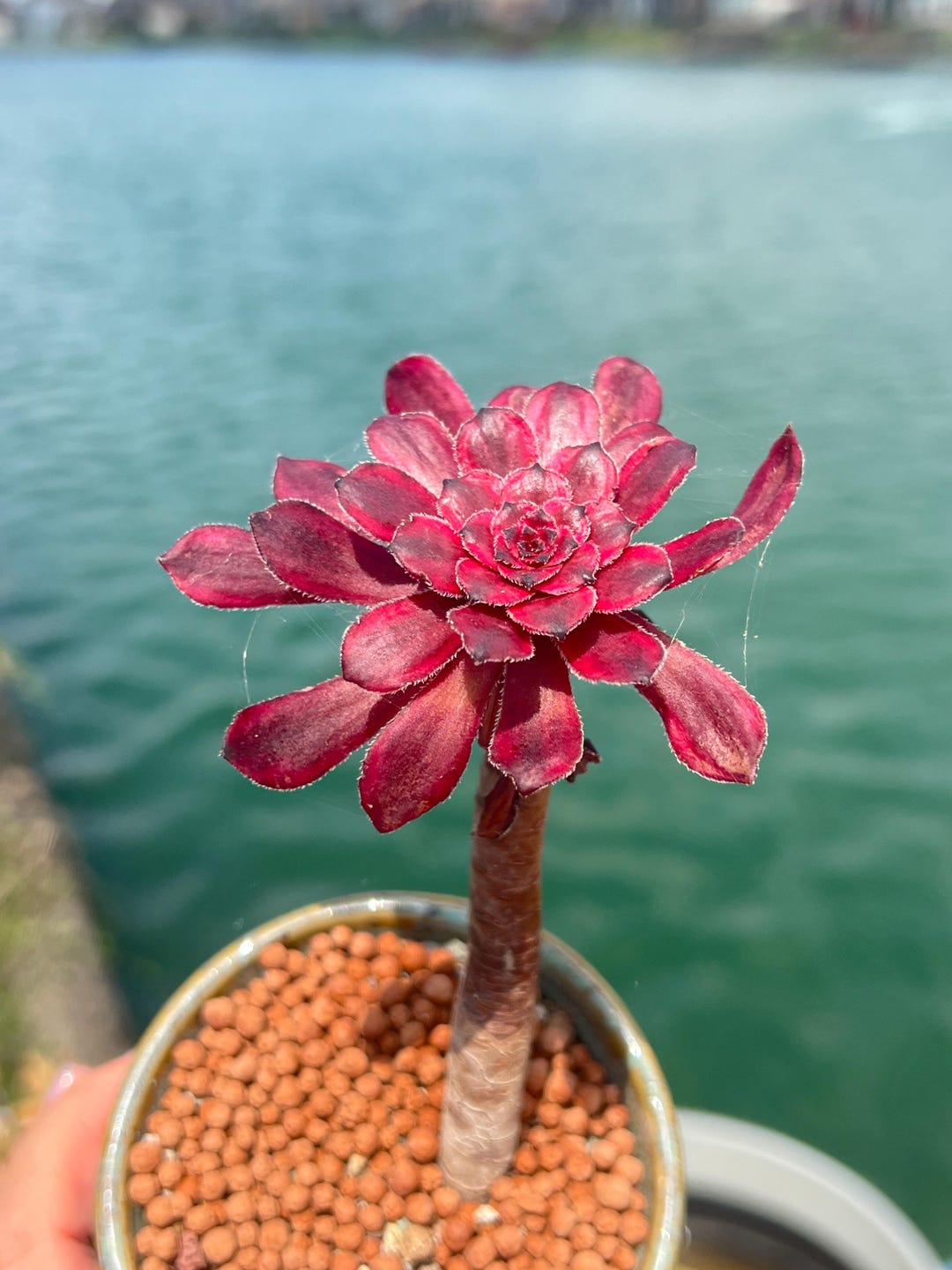 Imported Rare Aeonium Zixia Fairy Succulent From Korea - Etsy