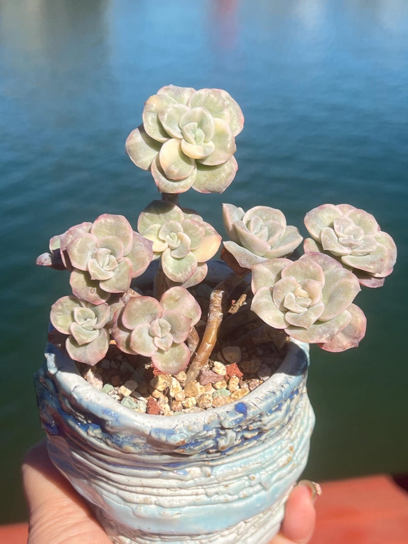 Imported Rare Echeveria Lovely Rose Variegated Cluster Succulent From ...