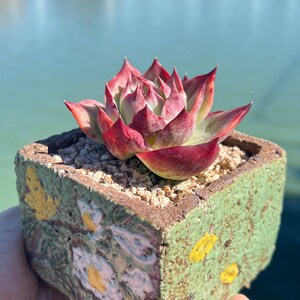 Imported Rare Echeveria Casio Succulent From Korea - Etsy
