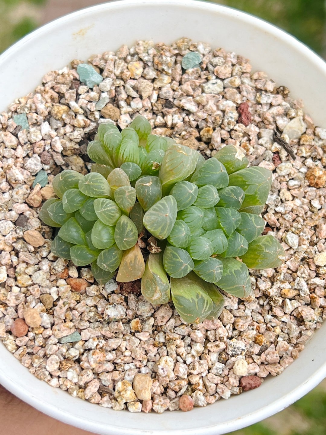 Imported Haworthia Cooperi Var Truncata Succulent From Korea - Etsy