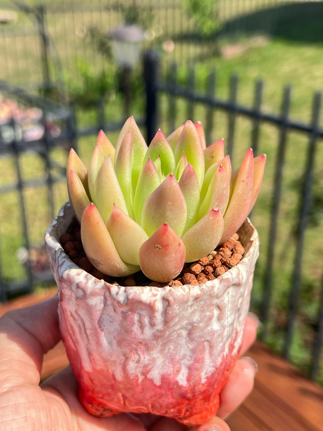 Imported Rare Echeveria Agavoides Wax Succulent From Korea - Etsy