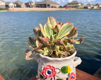 Red Fuji Succulent - Etsy