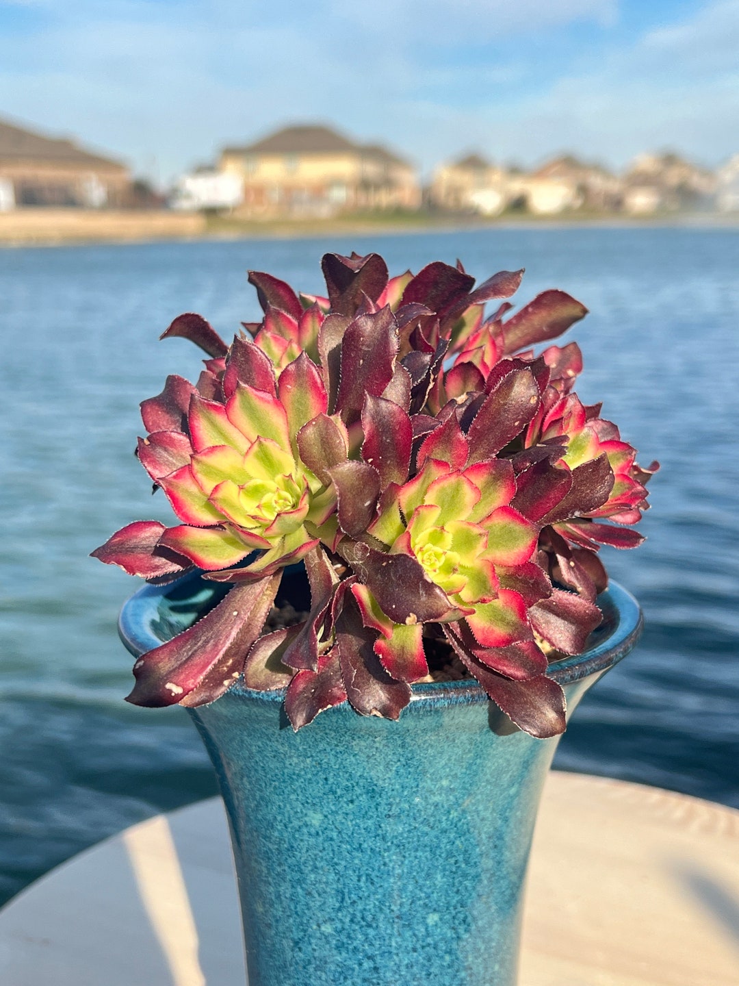 Imported Rare Aeonium Beauty Variegated Cluster Succulent From Korea - Etsy