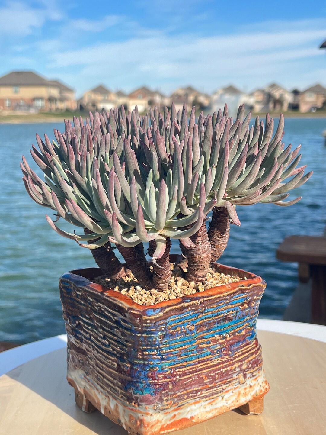Imported Rare Big Dudleya Edulis Succulent From Korea - Etsy
