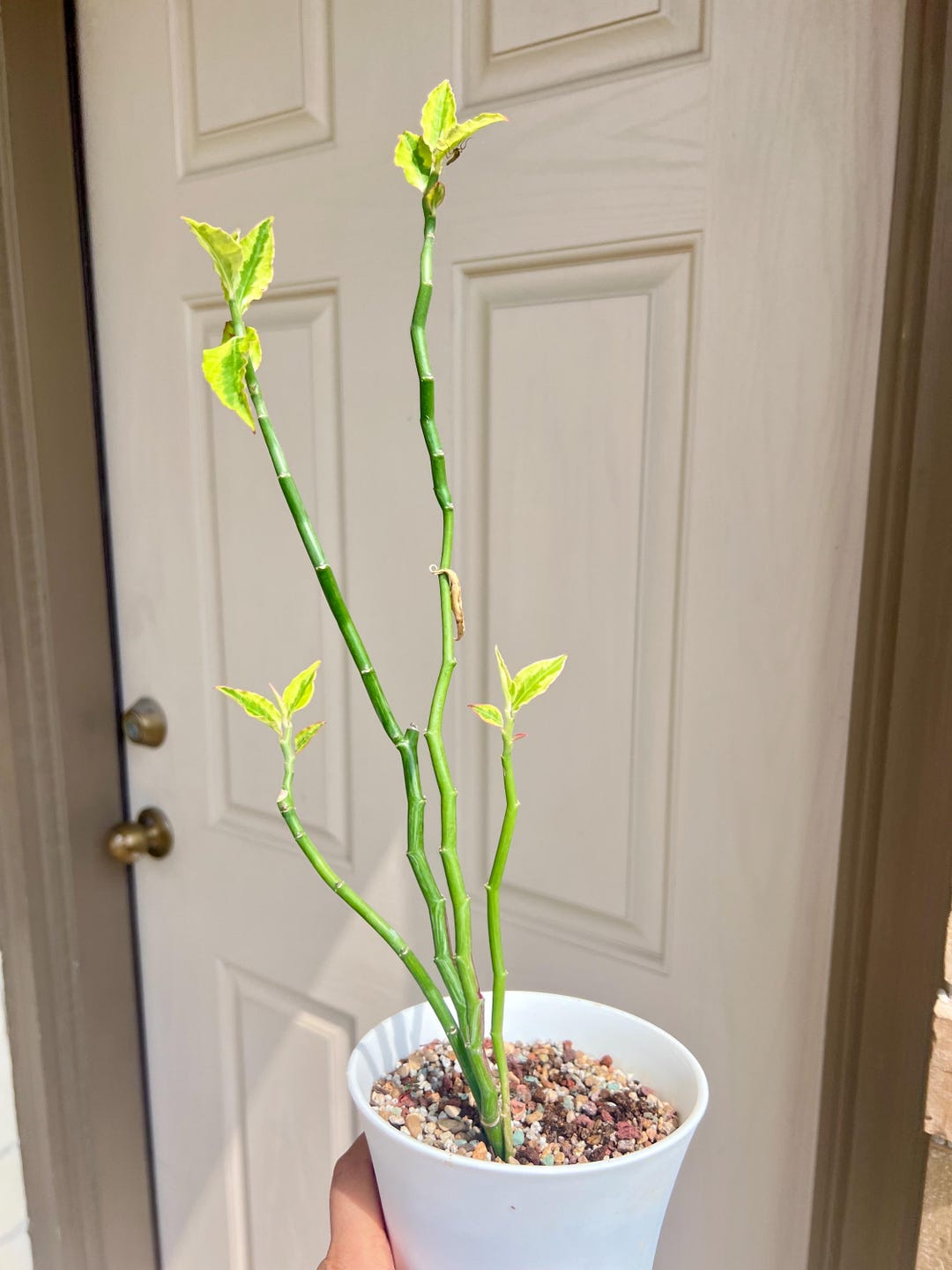Imported Rare Pedilanthus Tithymaloides Variegated Pink ‘devil’s ...