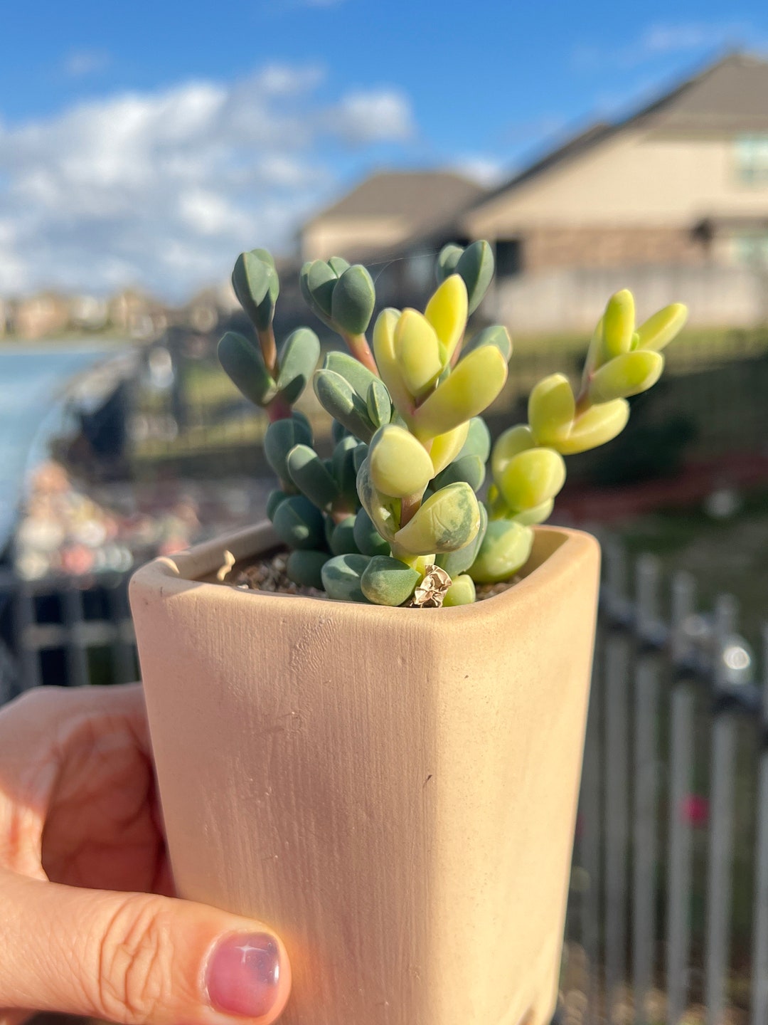 Imported Rare Astridia Velutina Variegated Succulent From - Etsy