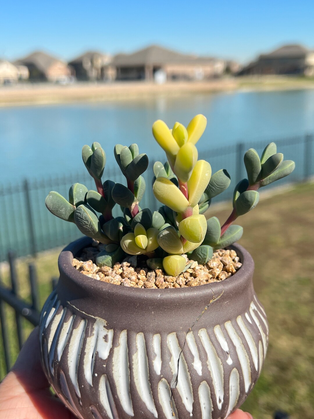 Imported Rare Astridia Velutina, Variegated Succulent From Korea - Etsy