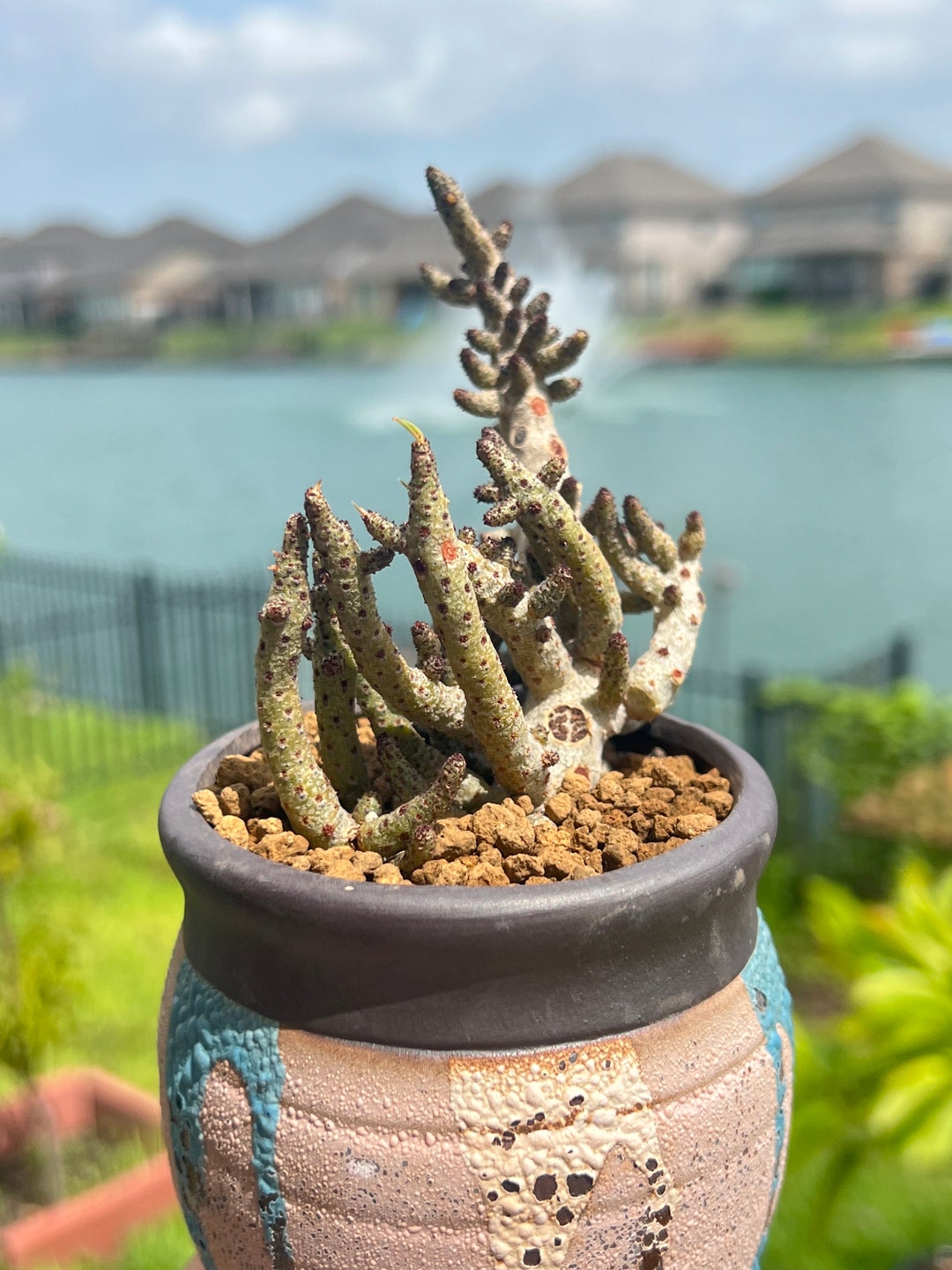 Imported Rare Tylecodon Bucholzianus Succulent From Korea - Etsy