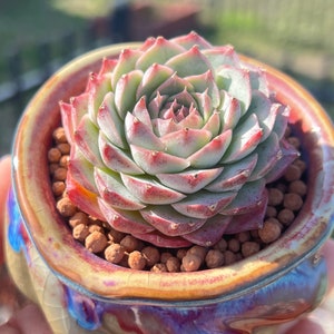 Imported Rare Echeveria Charlotte Rose Succulent From Korea - Etsy