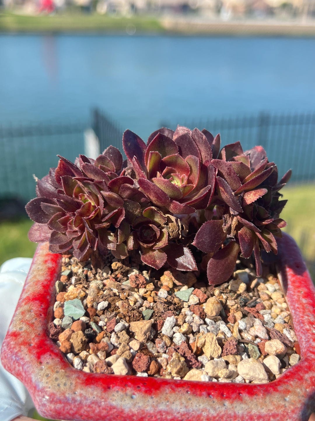 Imported Rare Aeonium Small Shaoxiu Crest Succulent From Korea - Etsy
