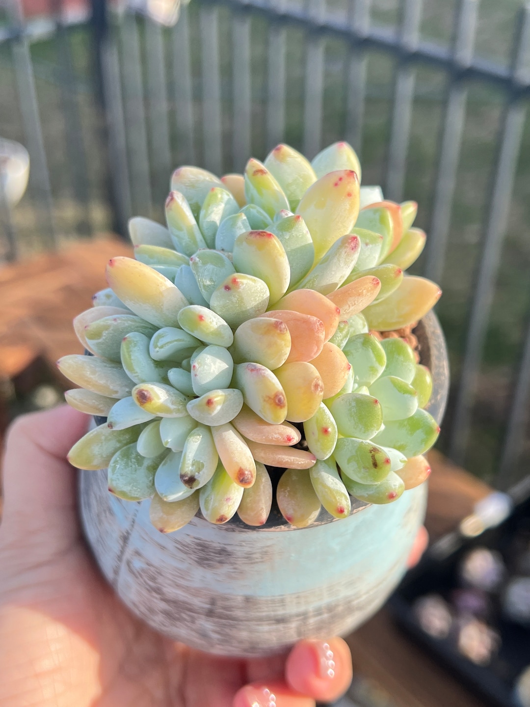 Imported Rare Echeveria Cold Fragrance Crest Succulent From Korea - Etsy