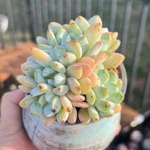 Imported Rare Echeveria Cold Fragrance Crest Succulent From Korea - Etsy