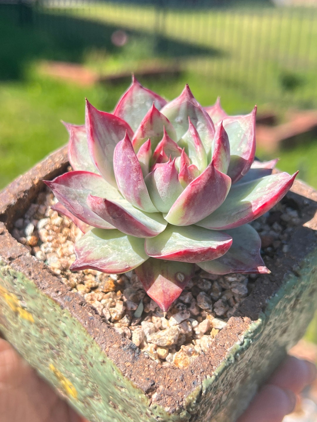 Imported Rare Echeveria Casio Succulent From Korea - Etsy