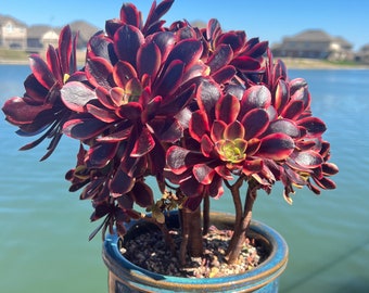 Rare Aeonium Big Bang Hybrid Chameleon Gold Variegated Succulent From ...