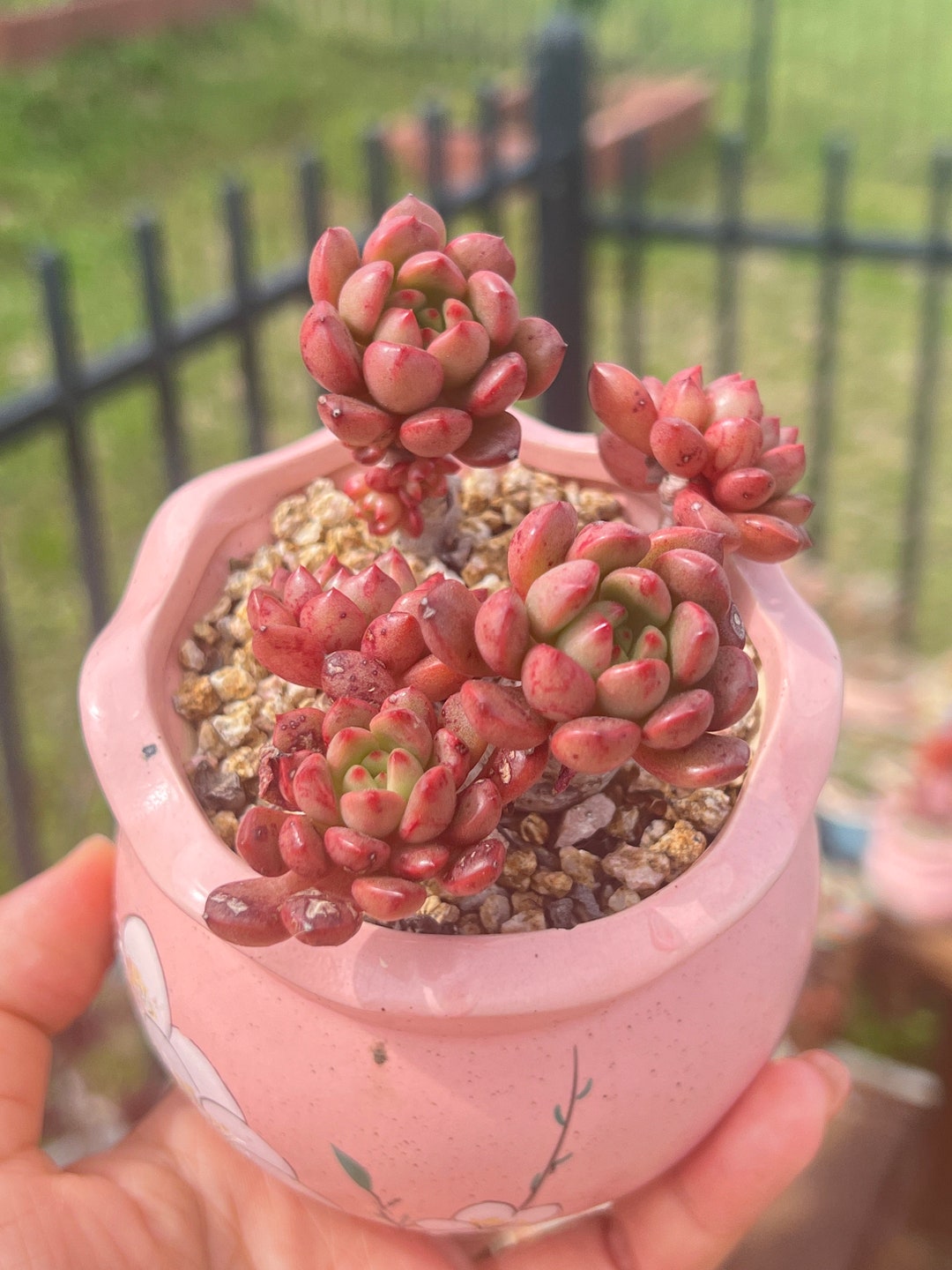 Imported Rare Graptoveria 'bashful' Cluster Succulent From Korea - Etsy