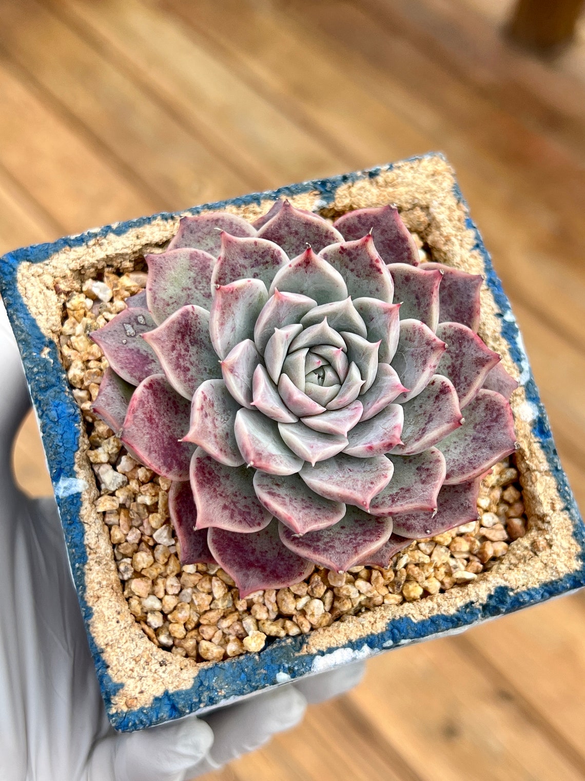 Imported Rare Echeveria Mexican Tears Succulent From Korea - Etsy
