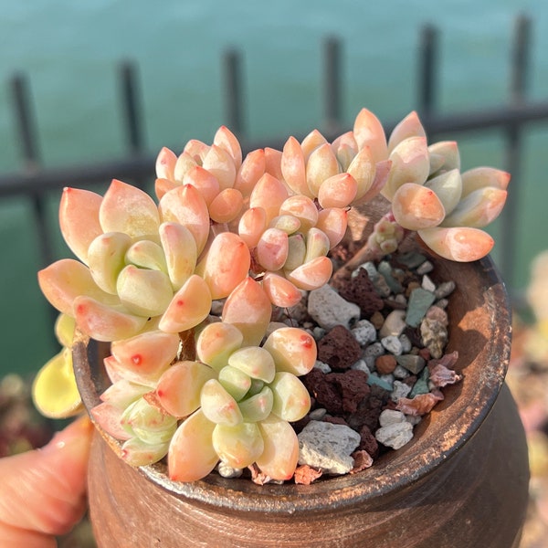 Pachyphytum - Etsy