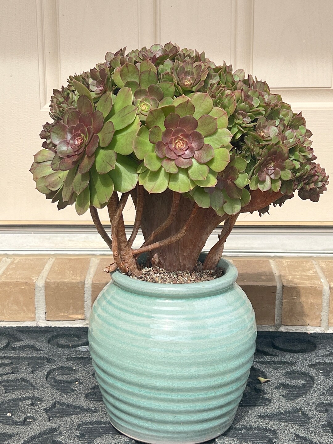Imported Rare Aeonium Halloween Crest Succulent From Korea - Etsy