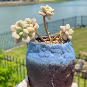 Imported Rare Graptopetalum Ellen Medium Variegated Cluster Succulent ...