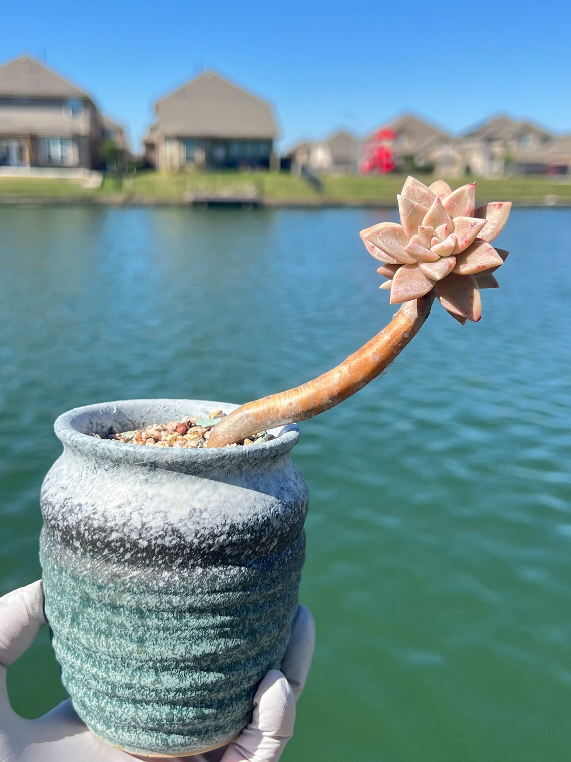 Imported Rare Echeveria Pink Rose Succulent From Korea - Etsy