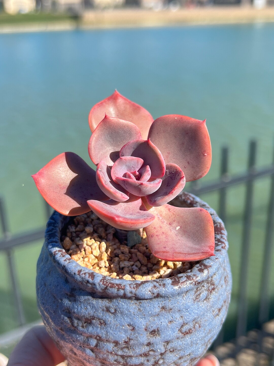 Imported Rare Echeveria Purple Rose Succulent From Korea - Etsy